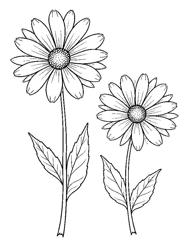 Aster flower close-up coloring page | Download Free Aster flower close ...